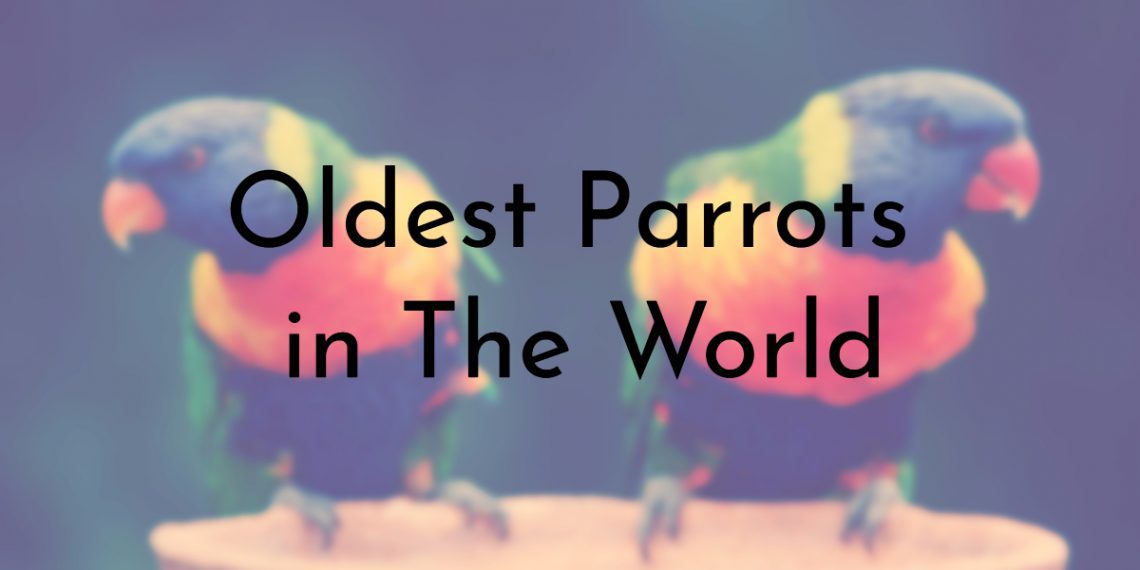 3 Oldest Parrots in The World - Oldest.org