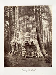9 Oldest Redwood Trees in United States - Oldest.org