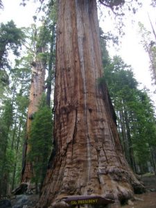 9 Oldest Redwood Trees in United States - Oldest.org