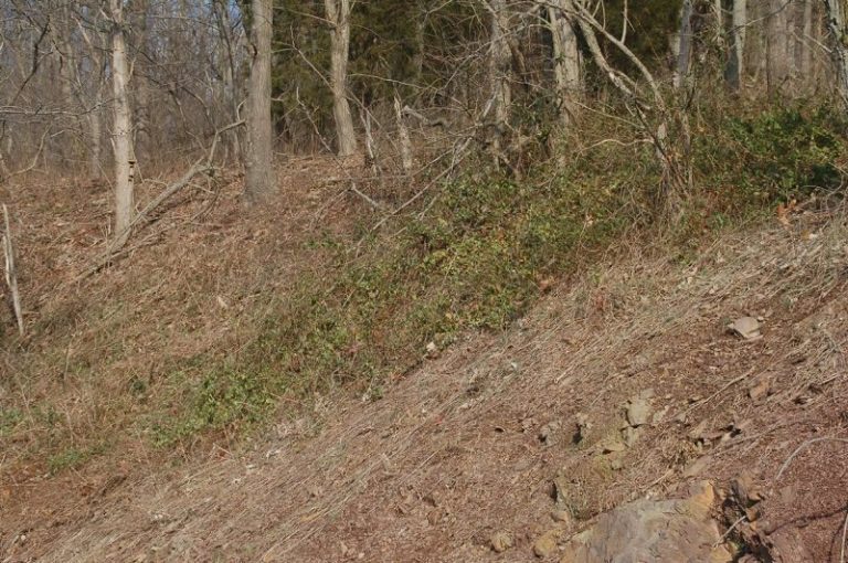 9 Oldest Living Organisms in the World - Oldest.org