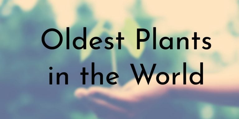 8 Oldest Plants in the World - Oldest.org