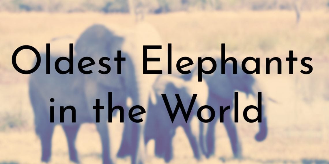 8 Oldest Elephants in the World - Oldest.org