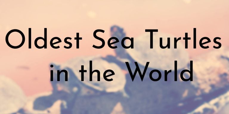 10 Oldest Sea Turtles in the World - Oldest.org