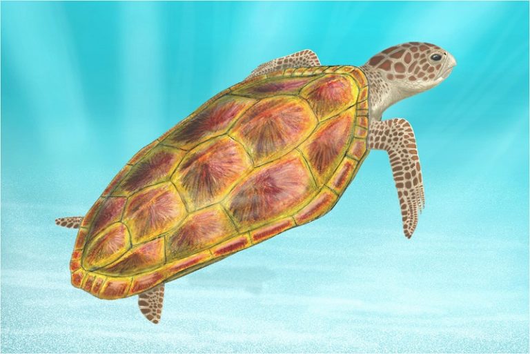 10 Oldest Sea Turtles in the World - Oldest.org