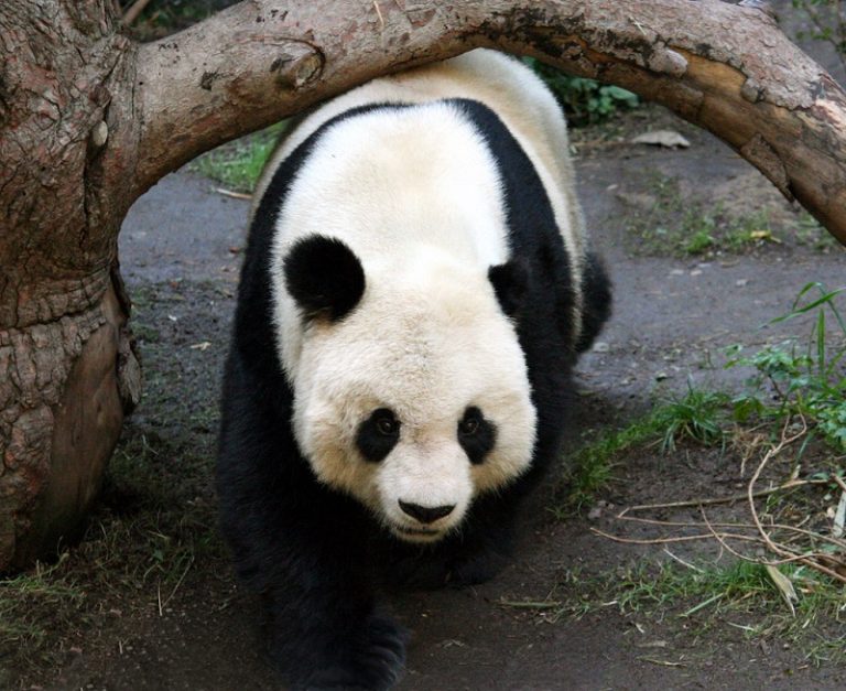10 Oldest Pandas in the World - Oldest.org