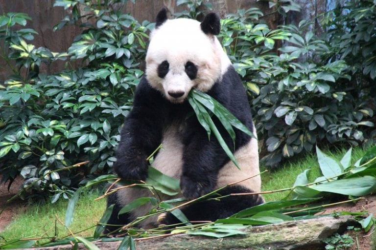 10 Oldest Pandas in the World - Oldest.org