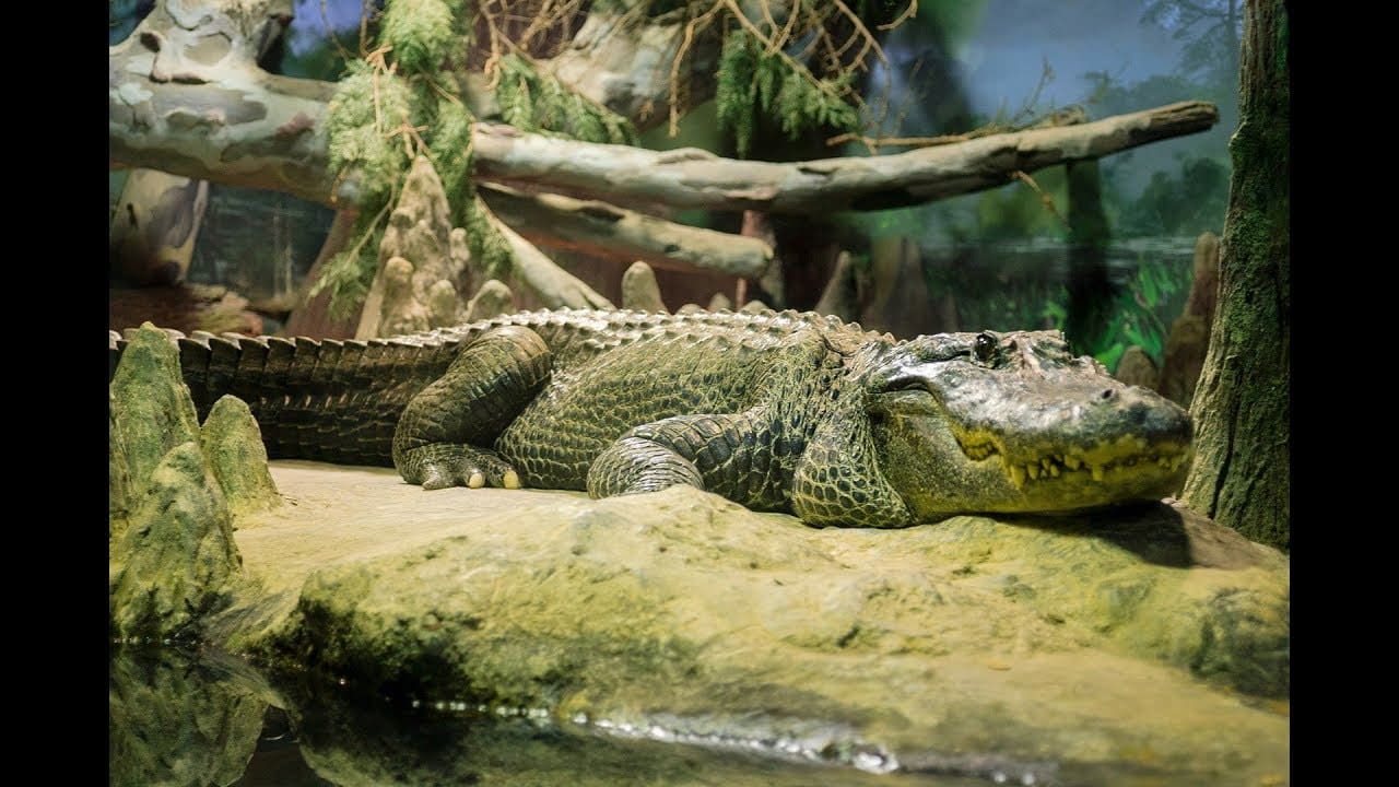 5 Oldest Alligators in the World - Oldest.org