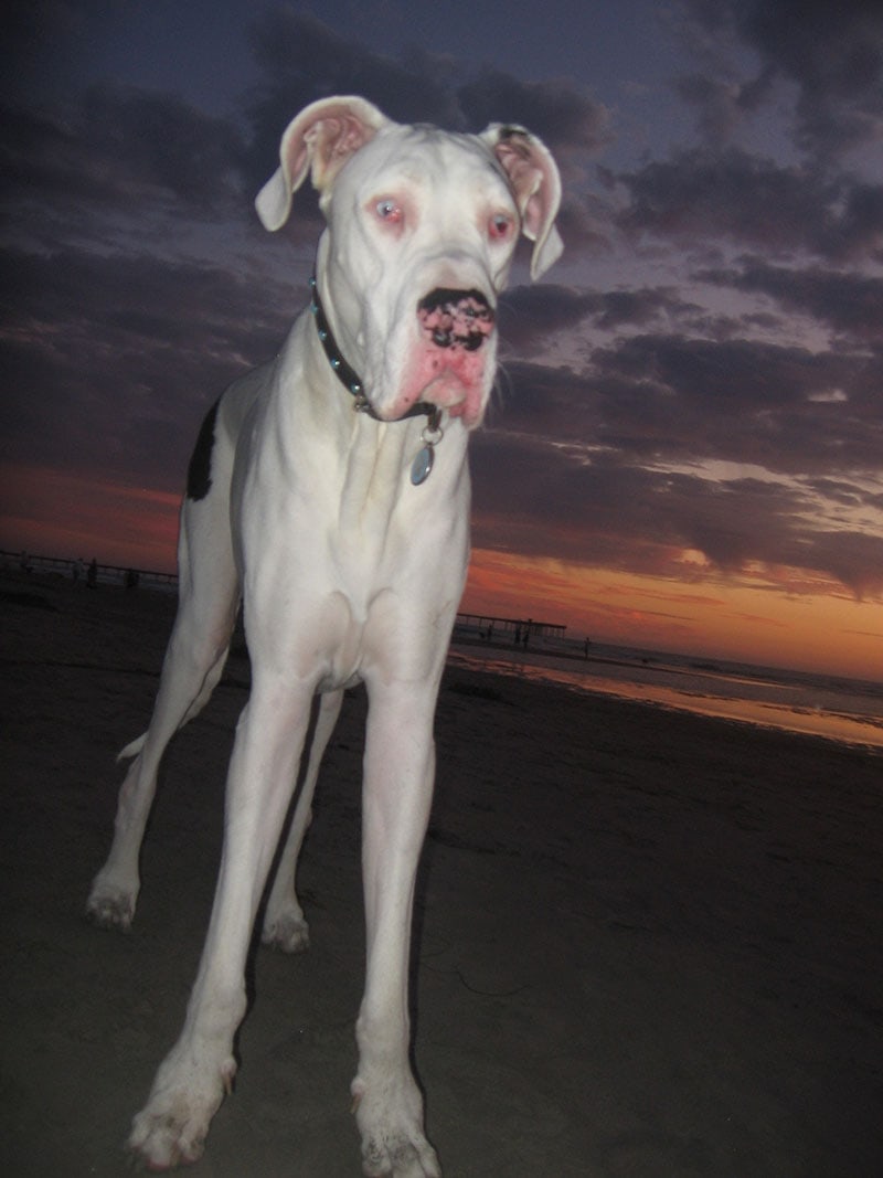 6 Oldest Great Danes in the World - Oldest.org