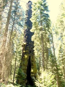 10 Oldest Trees in California - Oldest.org