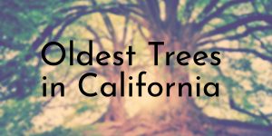 10 Oldest Trees in California - Oldest.org