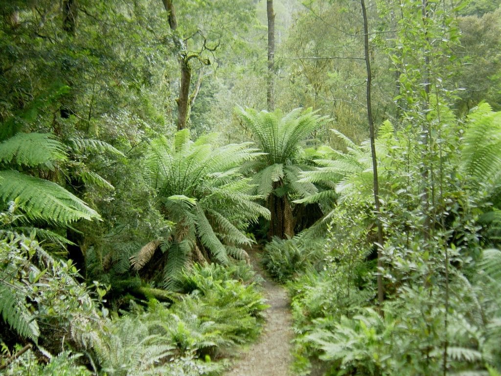 10 Oldest Rainforests in the World - Oldest.org