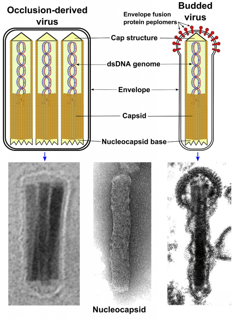 10 Oldest Known Viruses in the World - Oldest.org
