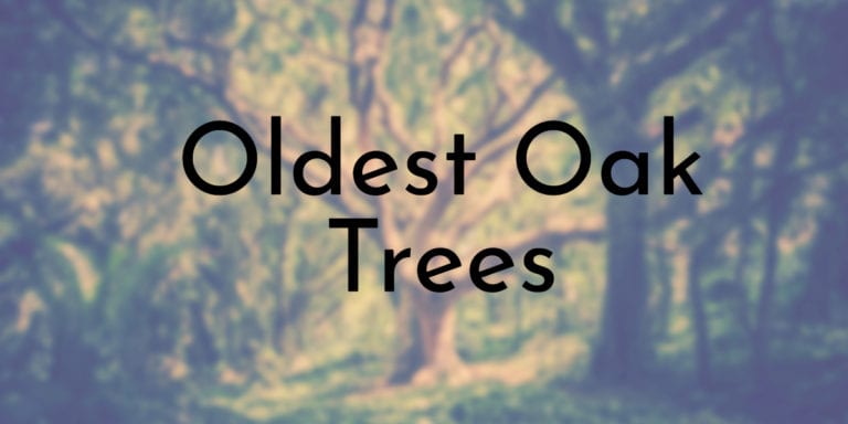 8 Oldest Oak Trees Ever Found - Oldest.org