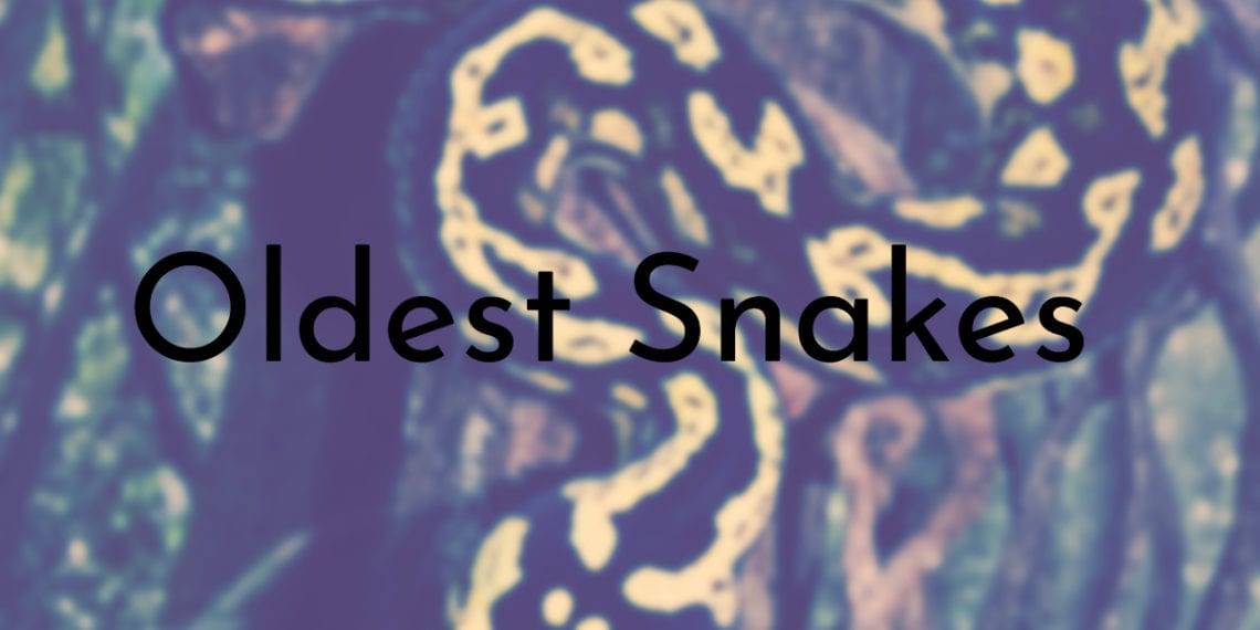 How Old Can Snakes Get? Read About the 8 Oldest Snakes to Ever Live ...
