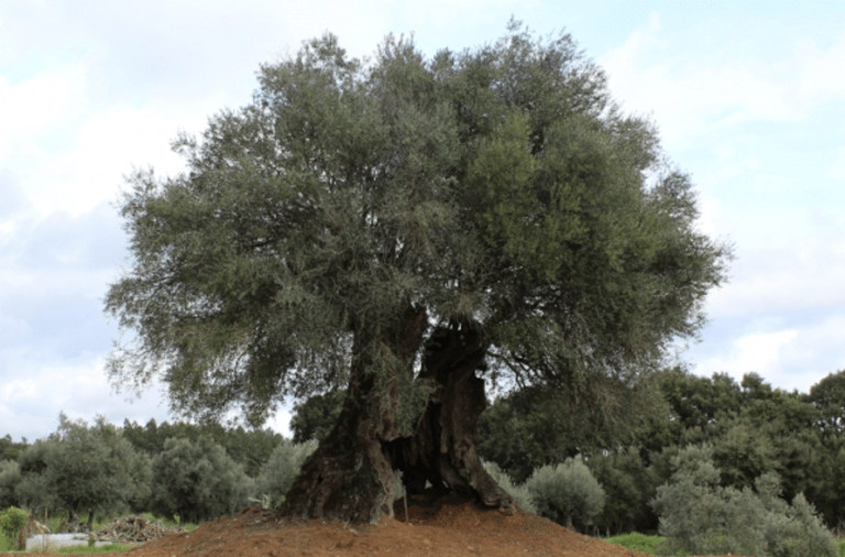 8 Oldest Olive Trees in History - Oldest.org