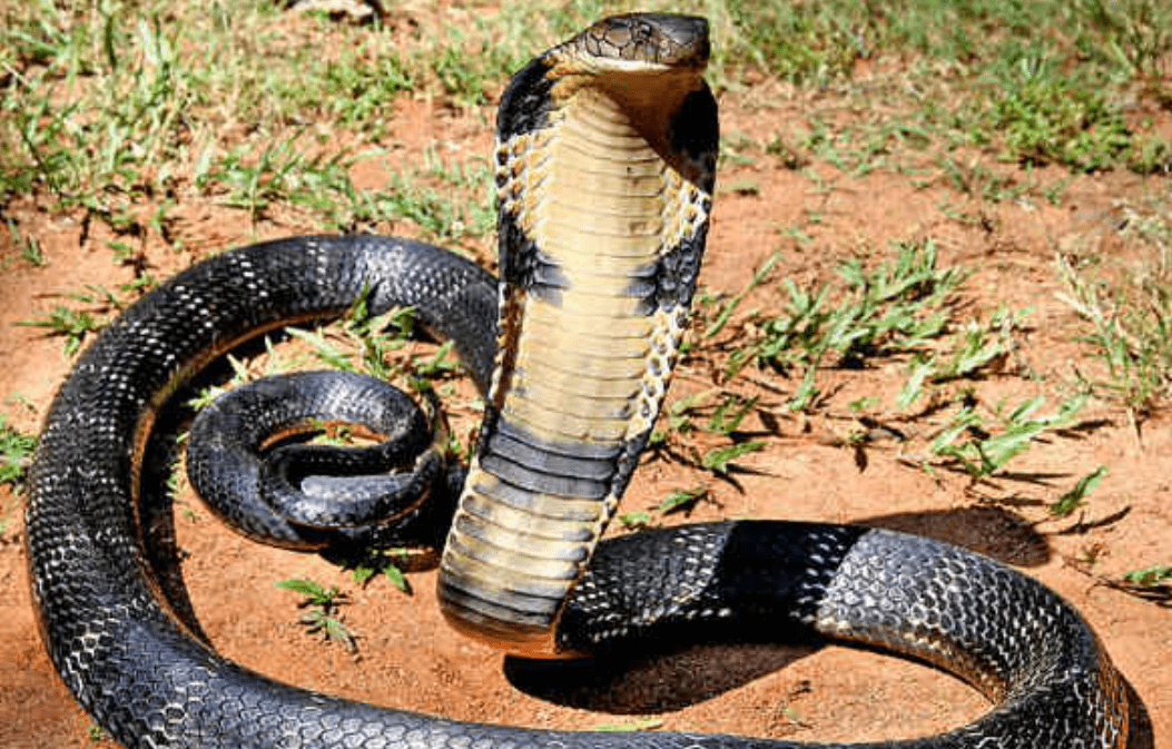 How Old Can Snakes Get? Read About the 8 Oldest Snakes to Ever Live ...