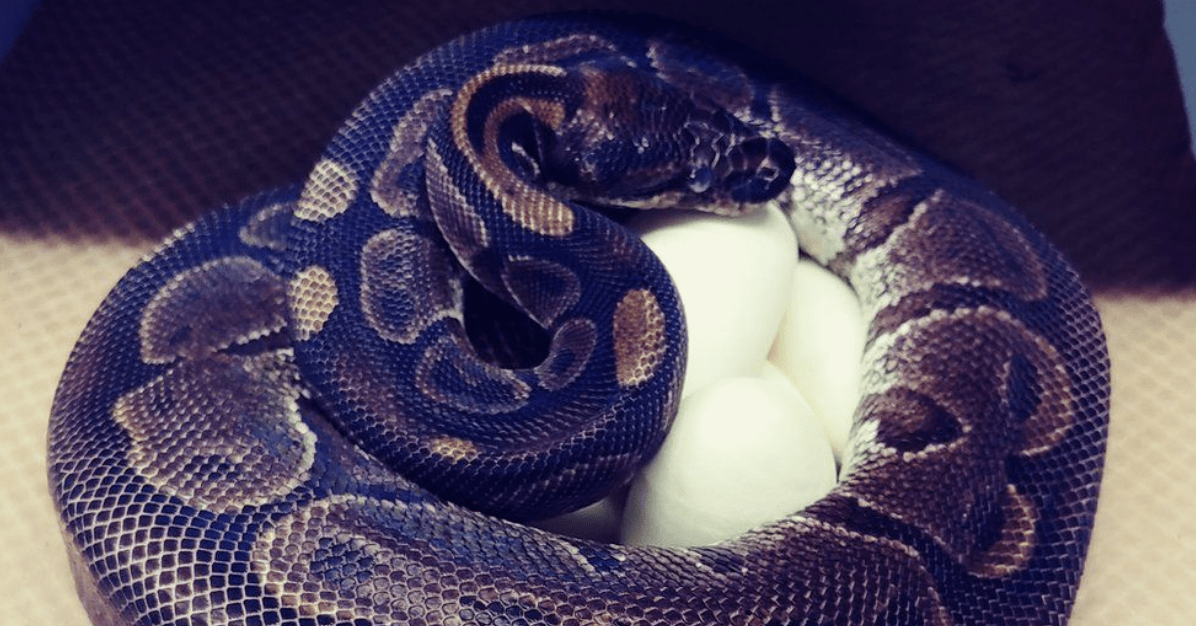 How Old Can Snakes Get? Read About the 8 Oldest Snakes to Ever Live ...