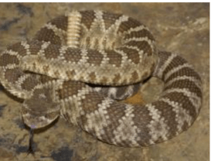 How Old Can Snakes Get? Read About the 8 Oldest Snakes to Ever Live ...