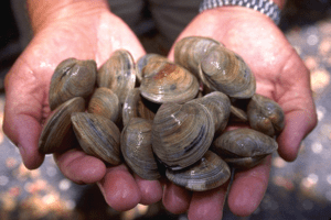 8 of the Oldest Clams Ever Found in the World - Oldest.org
