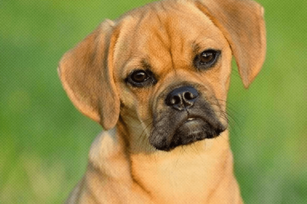 8 of the Oldest Known Puggles Ever - Oldest.org