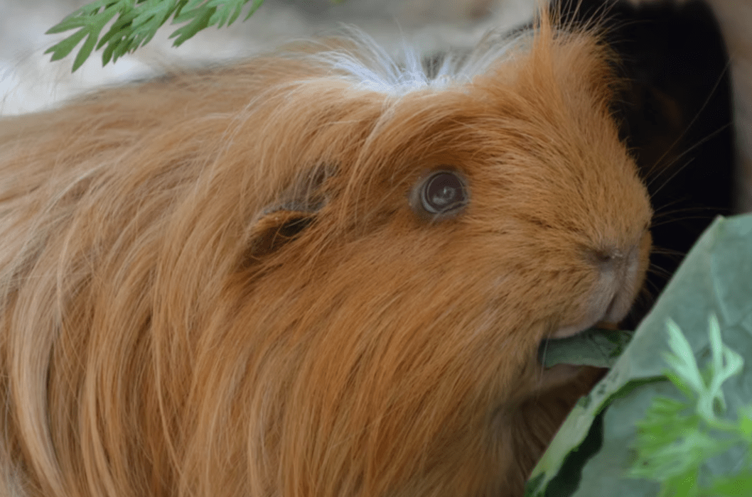 8 Oldest Guinea Pigs to Ever Live - Oldest.org