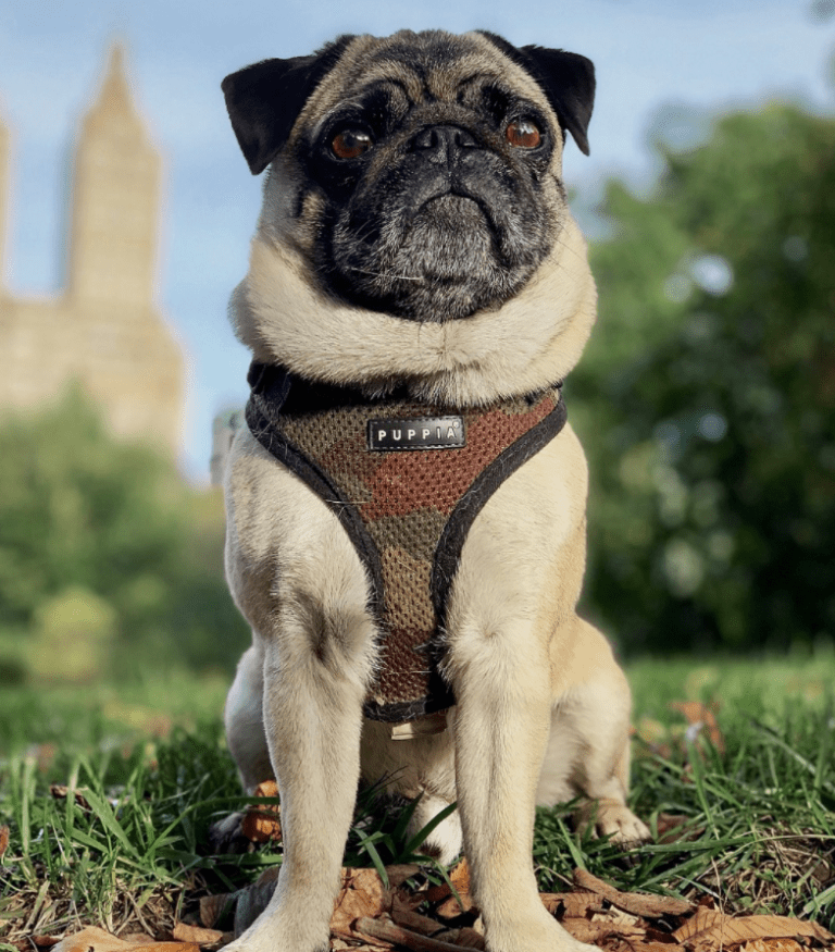 8 Oldest Pugs to Ever Live - Oldest.org
