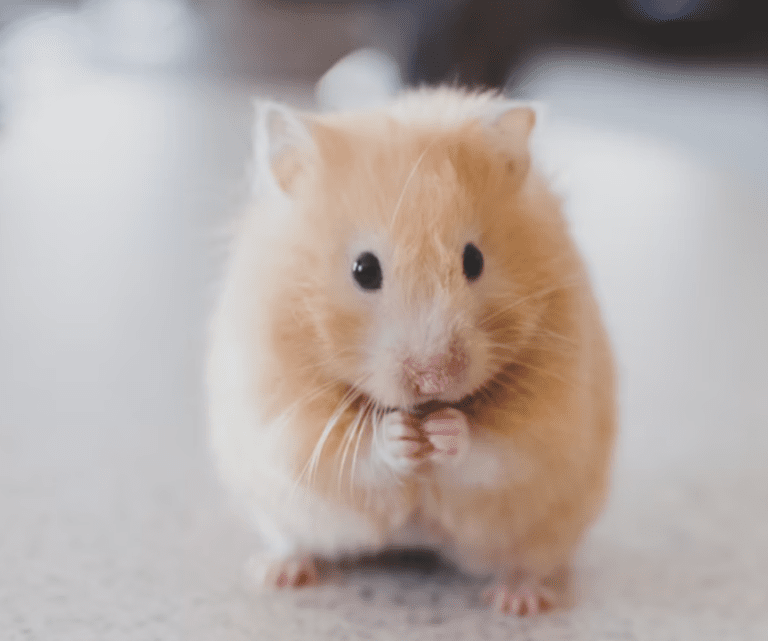 8 Oldest Hamsters to Ever Live - Oldest.org