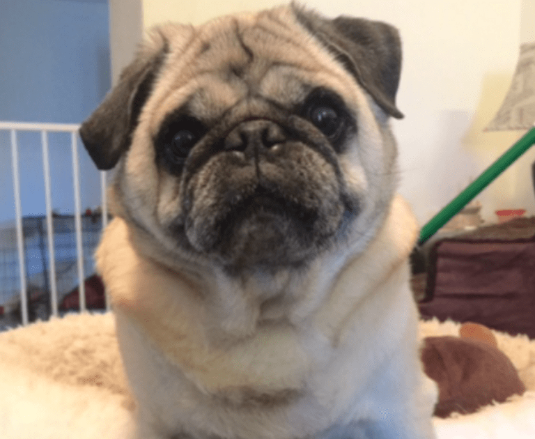 8 Oldest Pugs to Ever Live - Oldest.org