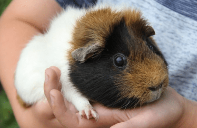8 Oldest Guinea Pigs to Ever Live - Oldest.org