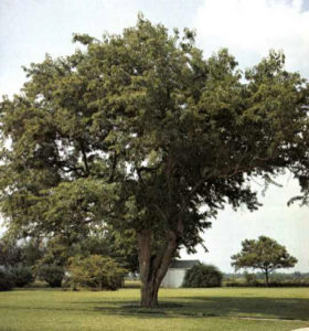 9 Oldest Trees in Texas - Oldest.org