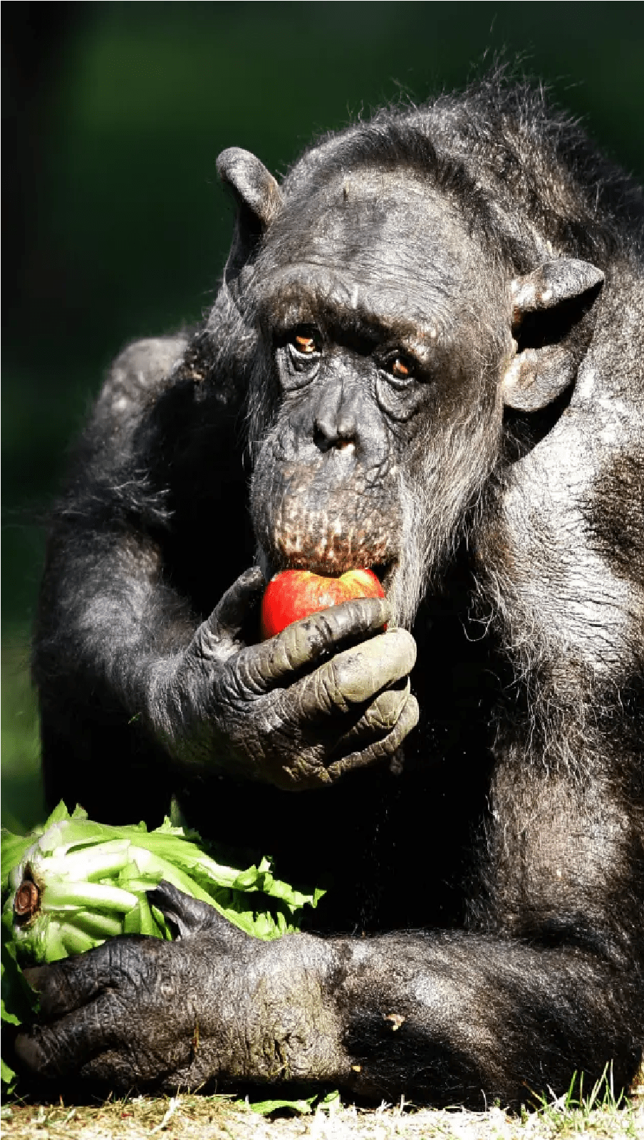 11 Oldest Chimpanzees Who Ever Lived - Oldest.org