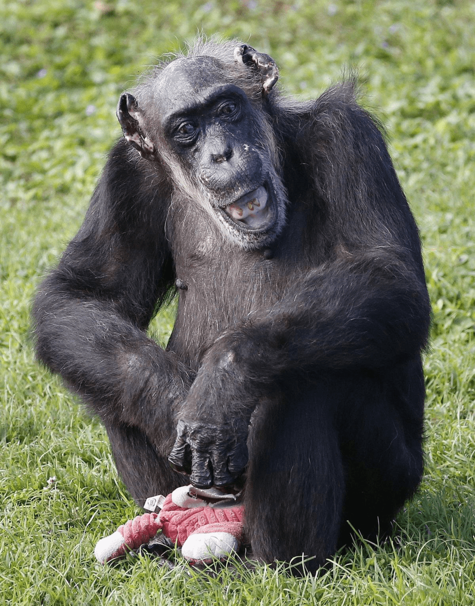 11 Oldest Chimpanzees Who Ever Lived - Oldest.org
