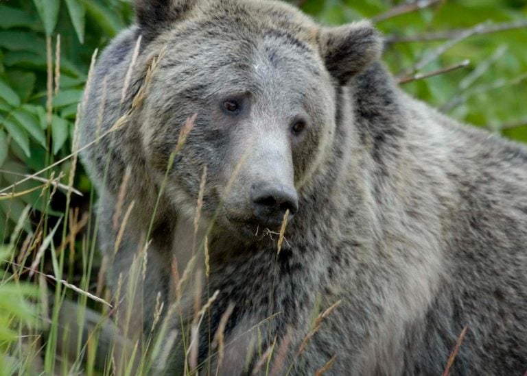 4 Oldest Bears that Ever Lived - Oldest.org