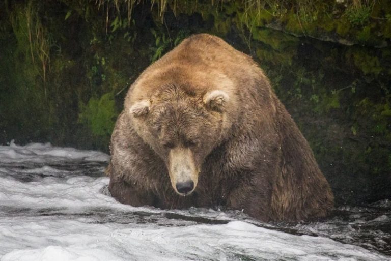 4 Oldest Bears that Ever Lived - Oldest.org