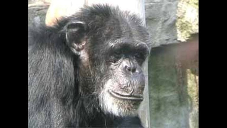 11 Oldest Chimpanzees Who Ever Lived - Oldest.org