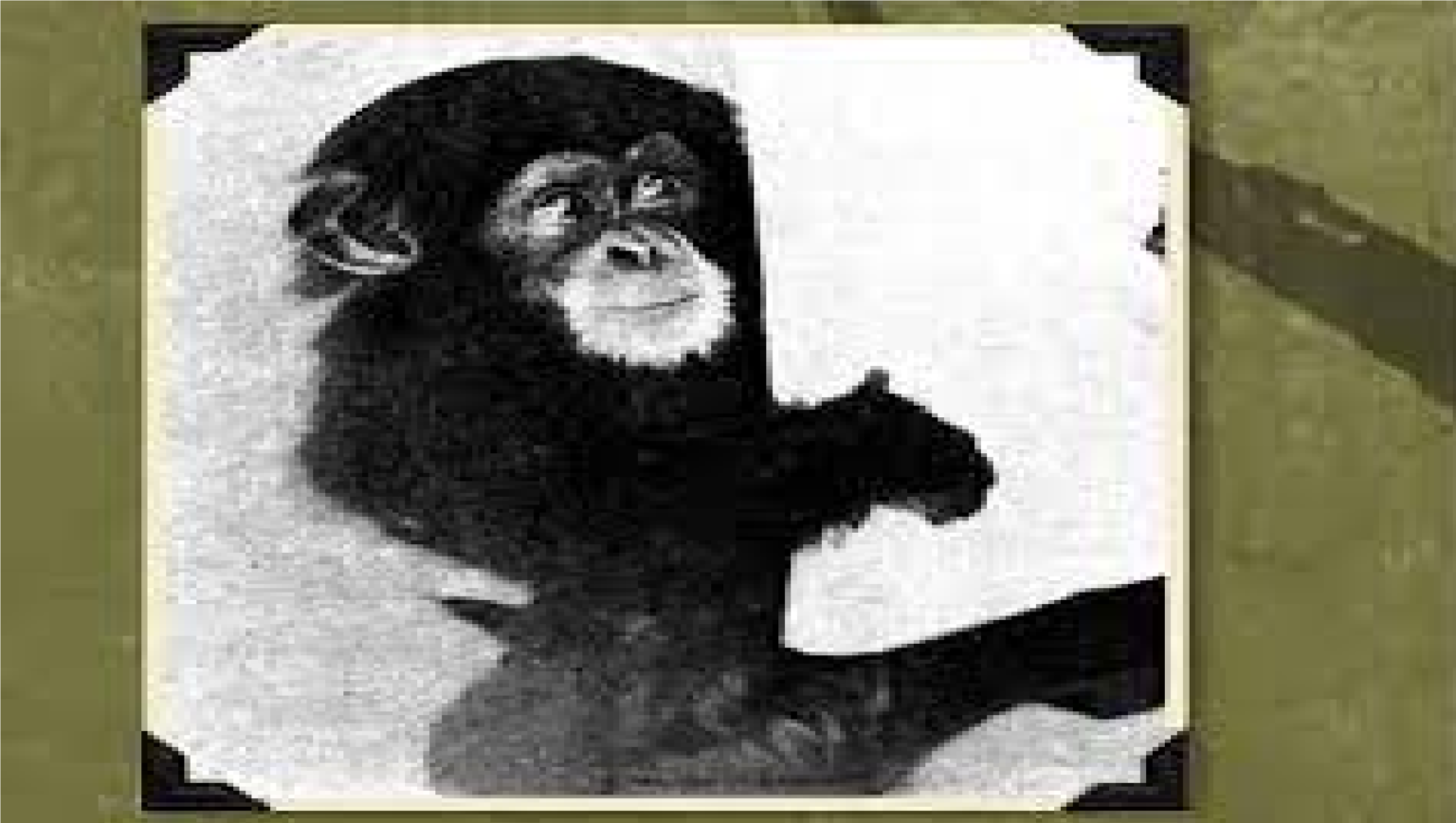 11 Oldest Chimpanzees Who Ever Lived - Oldest.org