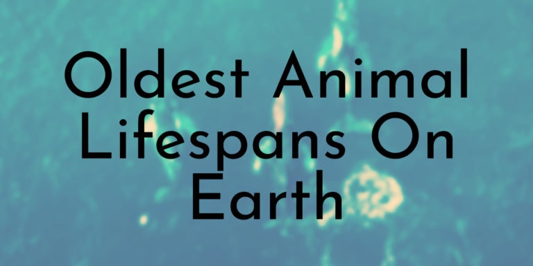 10 Oldest Animal Lifespans On Earth - Oldest.org