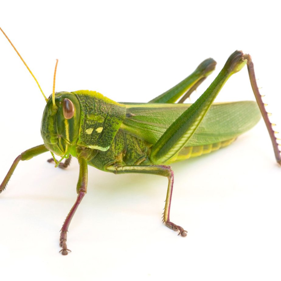 7 Oldest Insects in the World - Oldest.org