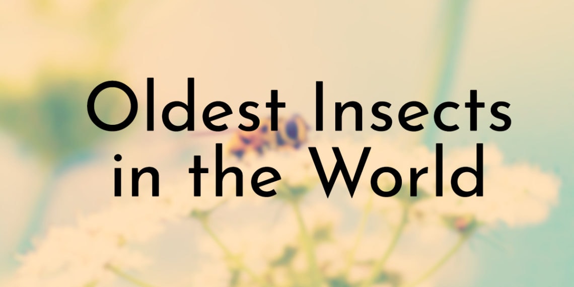 7 Oldest Insects in the World - Oldest.org