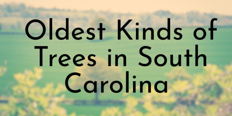 10 Oldest Kinds of Trees in South Carolina - Oldest.org