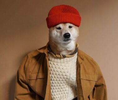 6 Oldest Shiba Inu in the World - Oldest.org