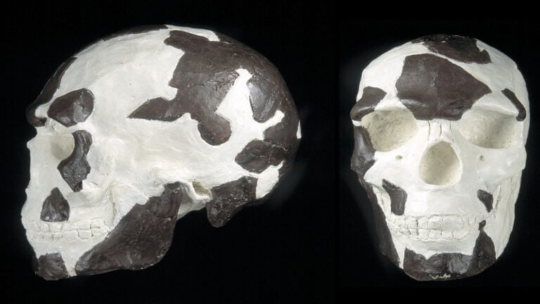 12 Oldest Skulls in the World - Oldest.org
