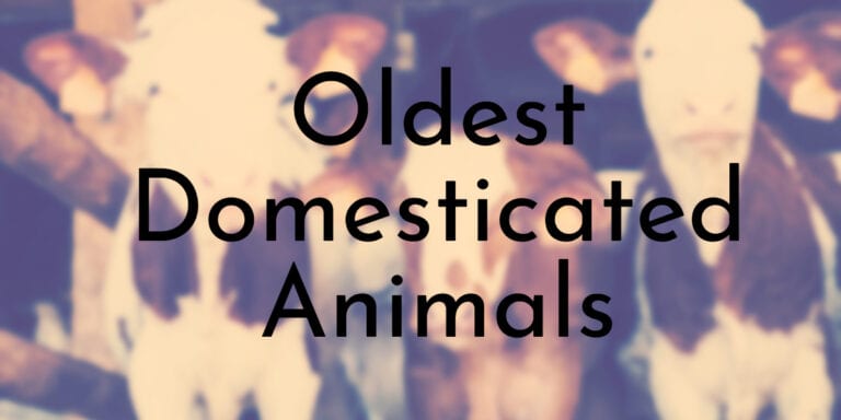 12 Oldest Domesticated Animals - Oldest.org