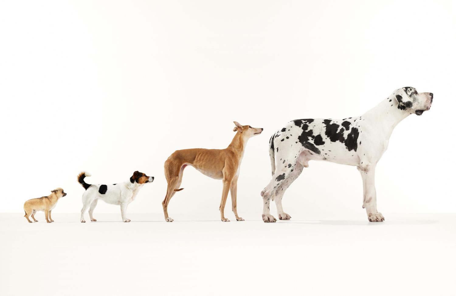 12 Oldest Domesticated Animals - Oldest.org