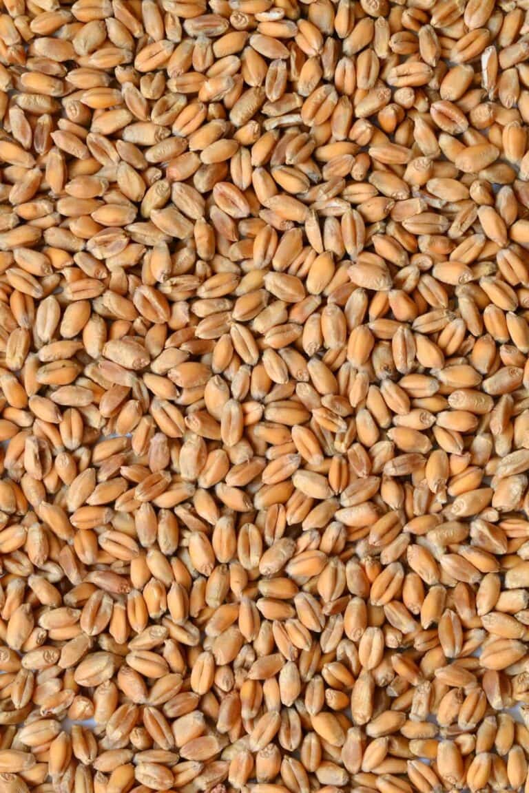 9 Oldest Grains in the World - Oldest.org