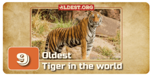 Oldest Tigers in the World: A Look into Living Legends - Oldest.org