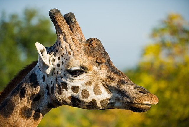 Timeless Giants: Unveiling the Oldest Giraffes in the World - Oldest.org