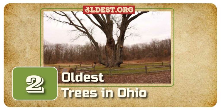 Oldest Trees in Ohio - Oldest.org