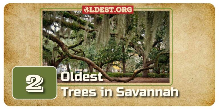 Oldest Trees in Savannah - Oldest.org