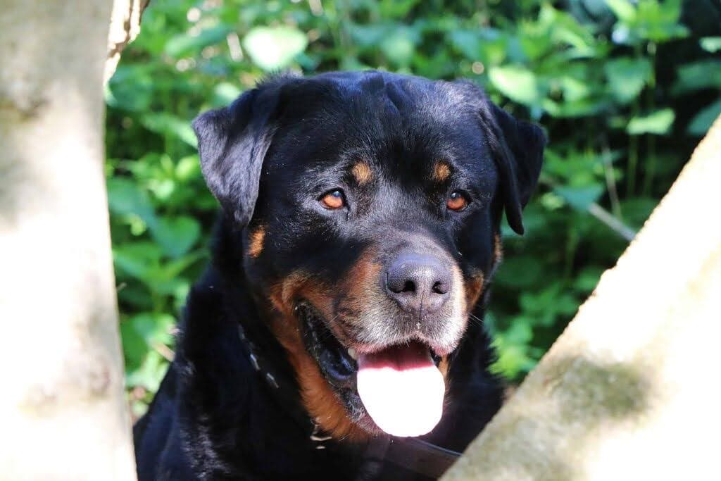 Oldest Rottweiler in the World - Oldest.org